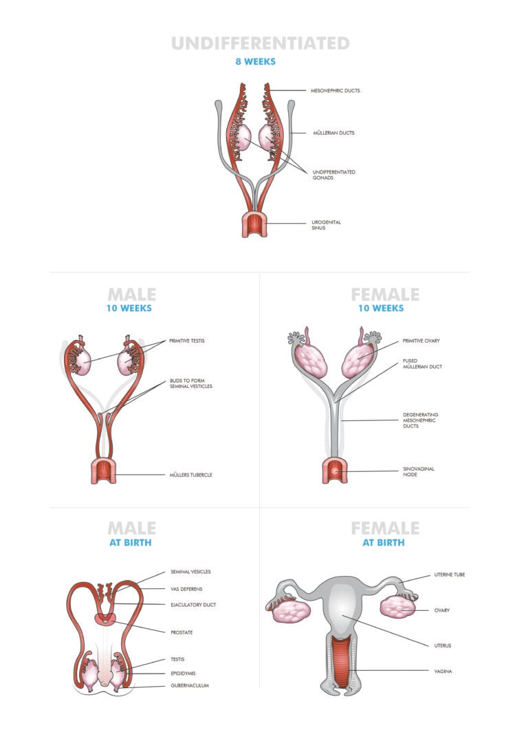 Congenital Anomalies Of The Female Genital Tract Oandg Magazine