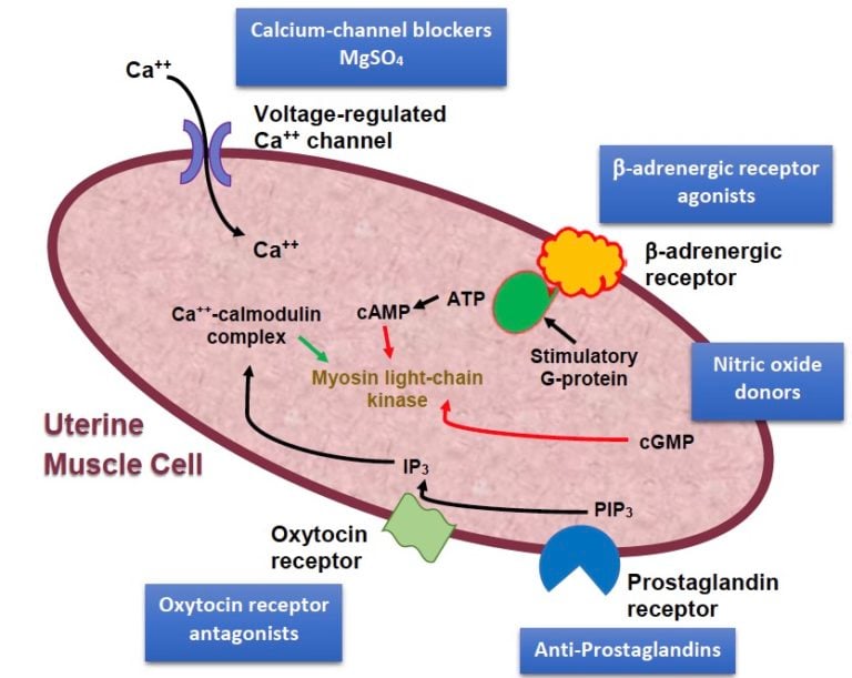 Uterotonics and tocolytics – O&G Magazine