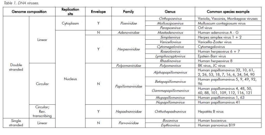 Virology: a guide to the basics – O&G Magazine