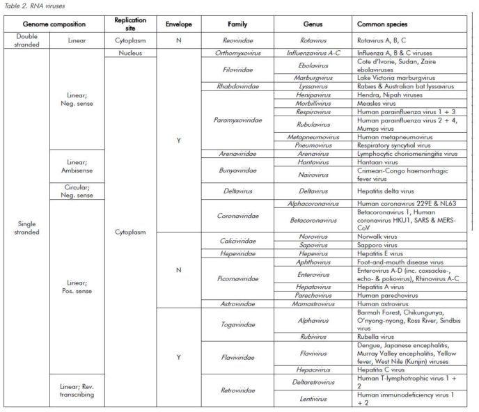 Virology: a guide to the basics – O&G Magazine
