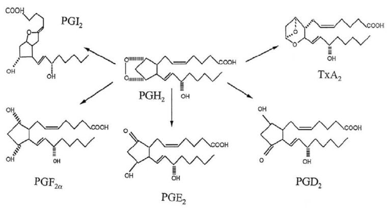 Prostaglandins – O&G Magazine